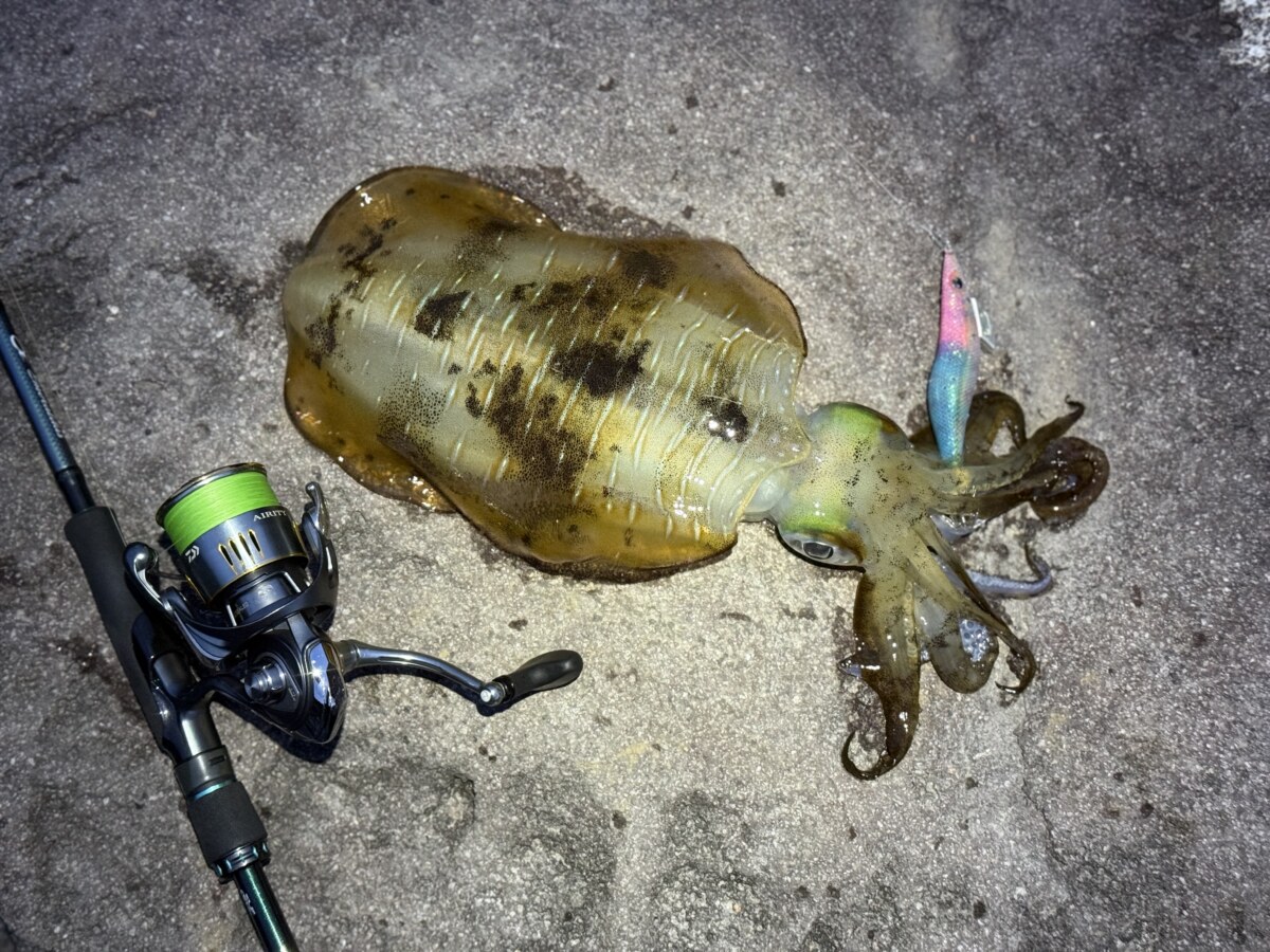 エメラルダスMXの5ピースのパックロッド「84m-5・N」をインプレ。 | たにせん