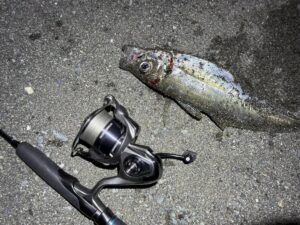 【実釣レビュー】25カルディアLT2500S-XHをインプレ。どんなに人におすすめ？ | たにせん